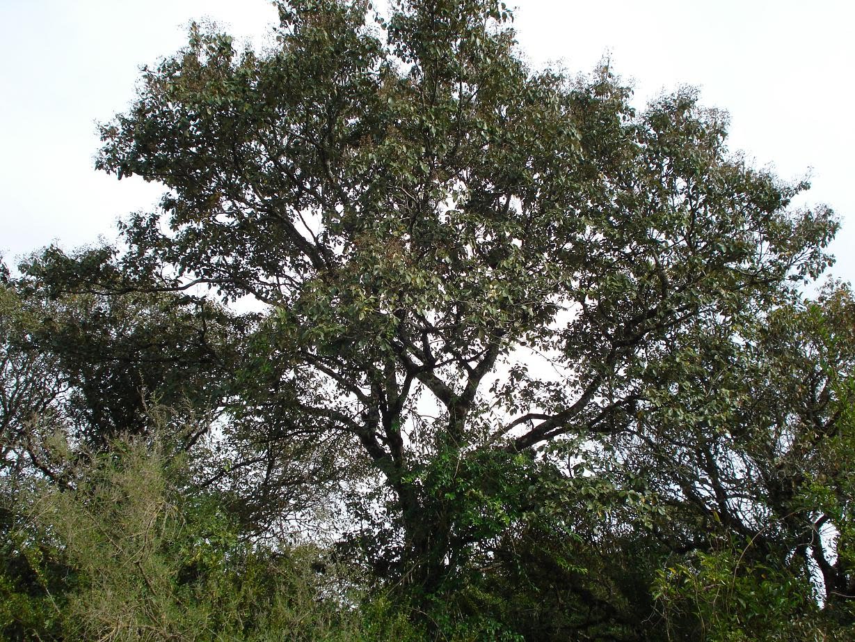 Blog da Mata Nativa: Espécie: LOURO-PARDO