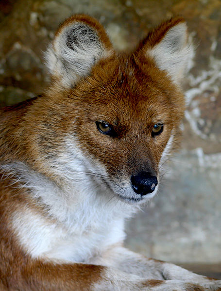 Whiteangel33: Dhole