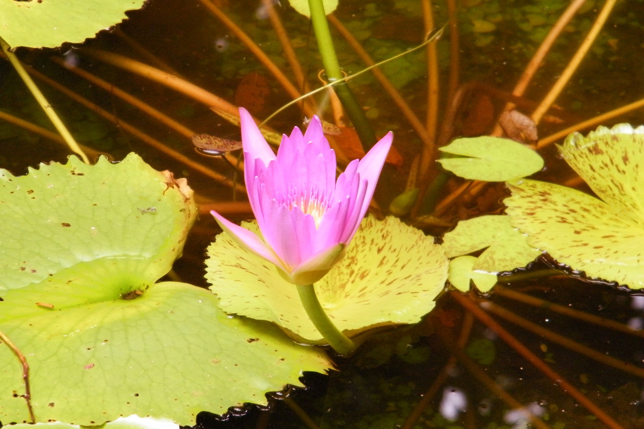 HU Photography: Flor Acuatica.