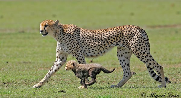 Guepard: Guepard salvatge