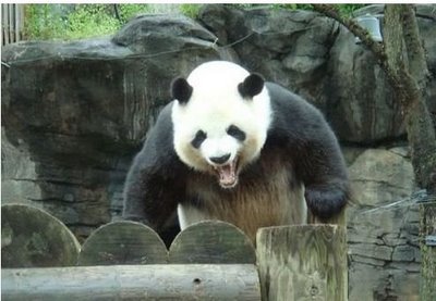 Greenview: Angry Panda!