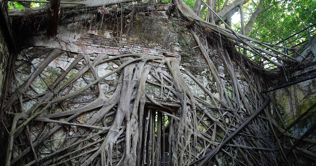 A wharehouse covered with trees : The Anping Tree House, Tainan, Taiwan