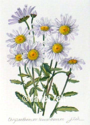 Daisy Botanical Illustration