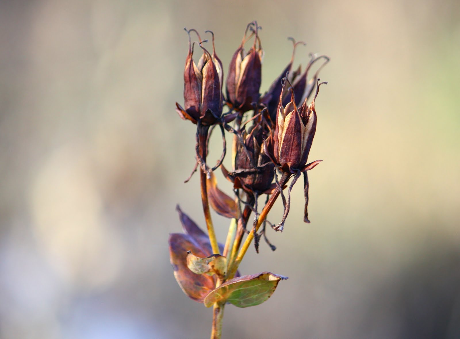 Susan Mayer's Haven: Great St. John's Wort seed pods (Hypericum ascyron)
