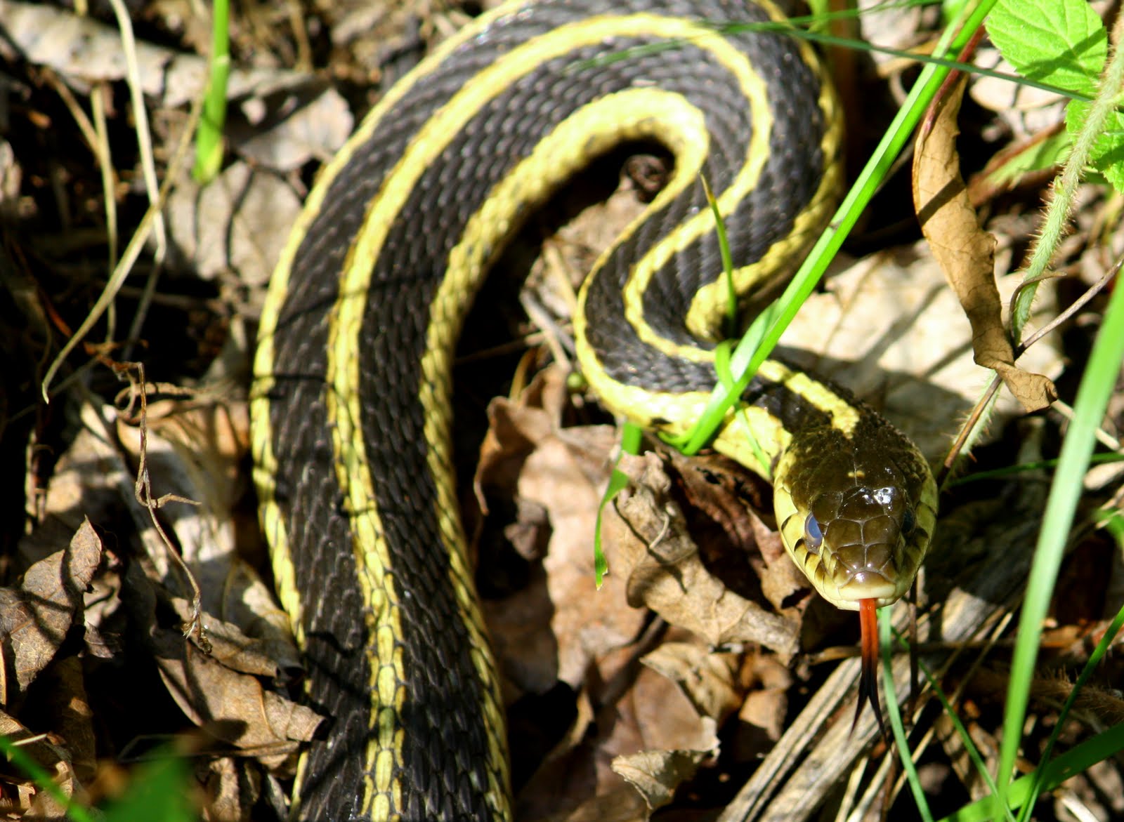 Susan Mayer's Haven: Fillet of a fenny snake; in the cauldron boil and bake
