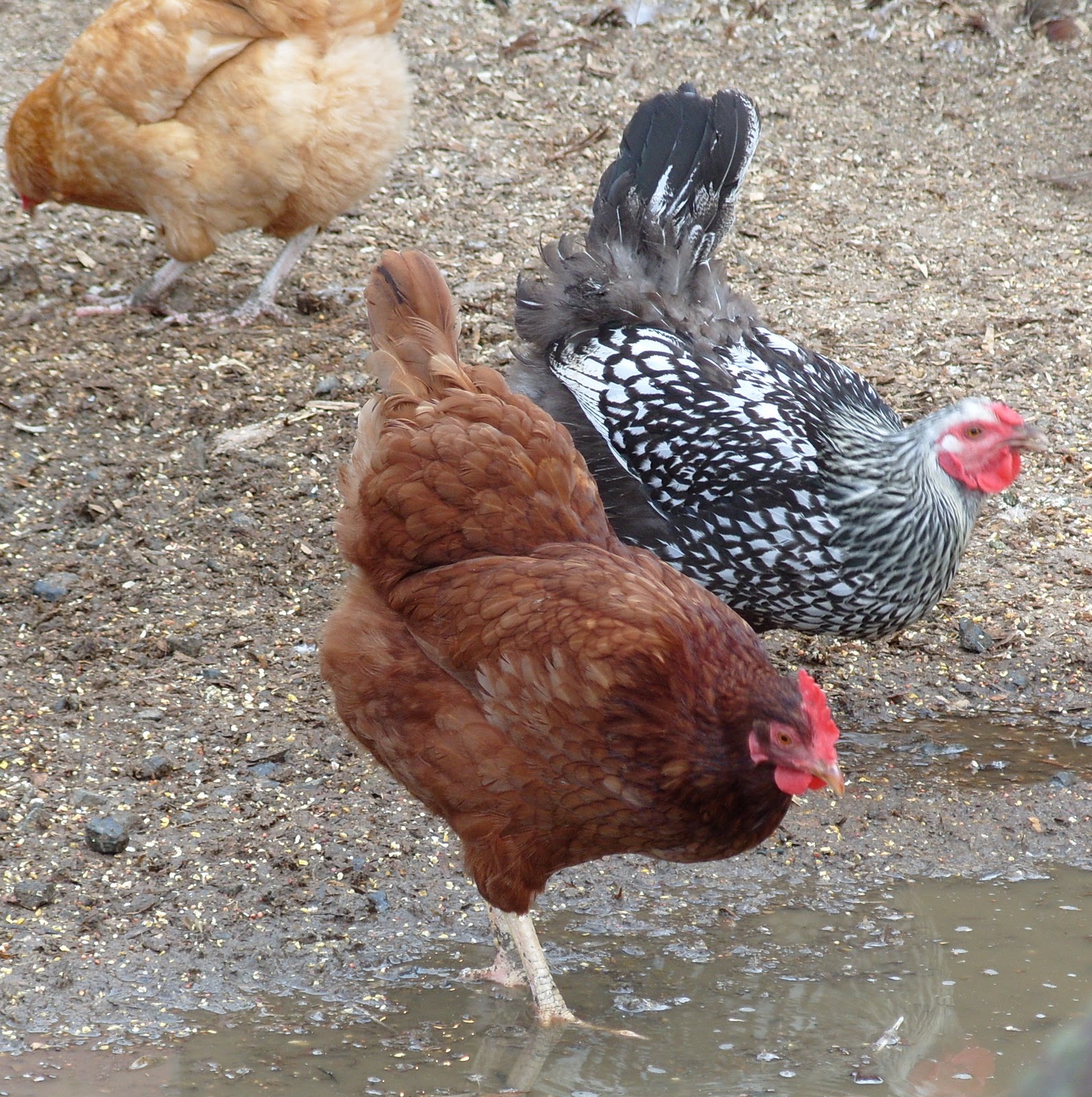 365 Cinderellas: Cinderella #21 Abadeha, the Phillipine Cinderella