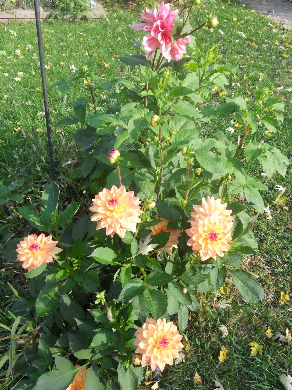 Whimsy Bower: Dilly-Dahlia