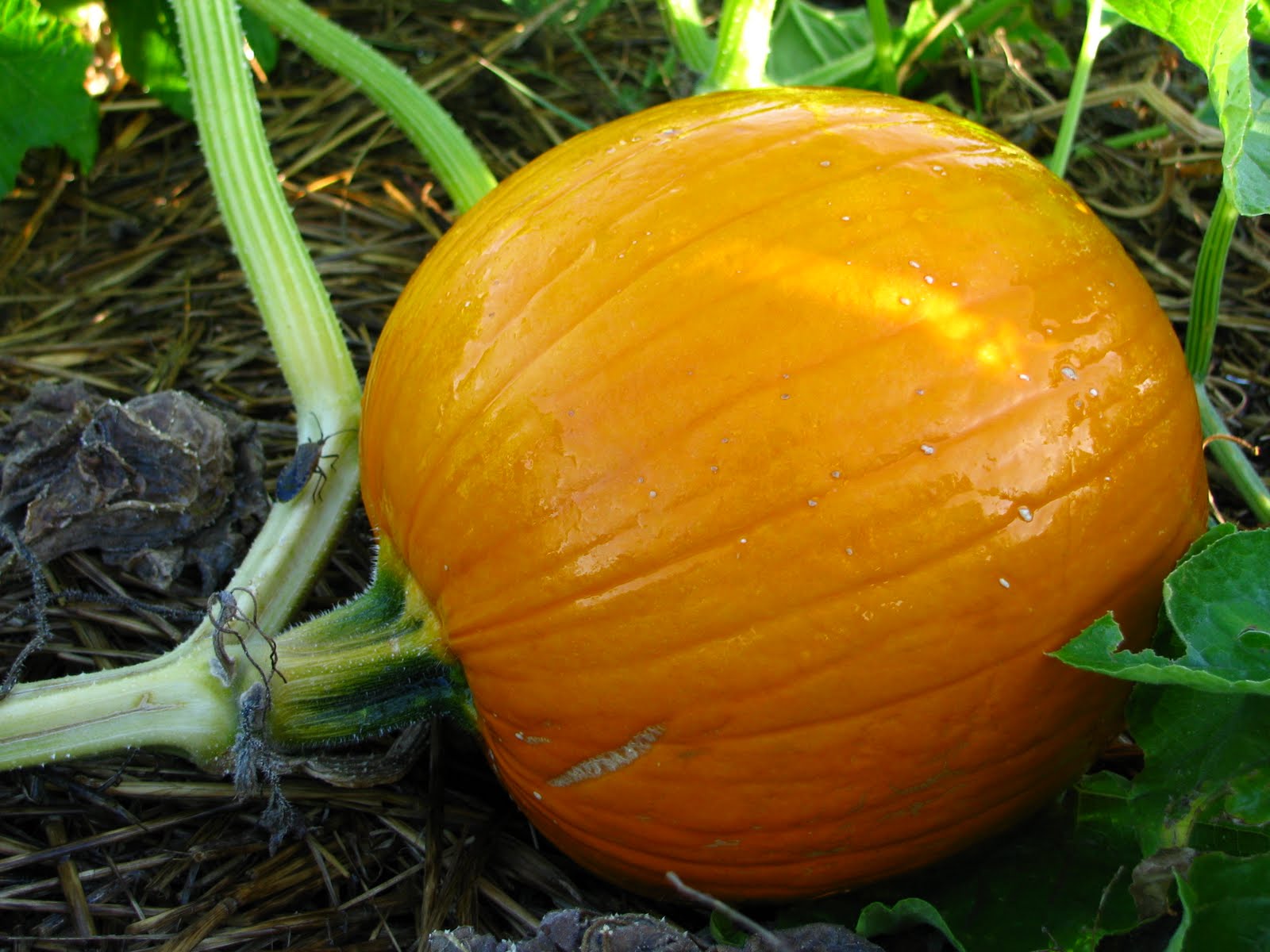 There's no place like Home: Punkin' Patch
