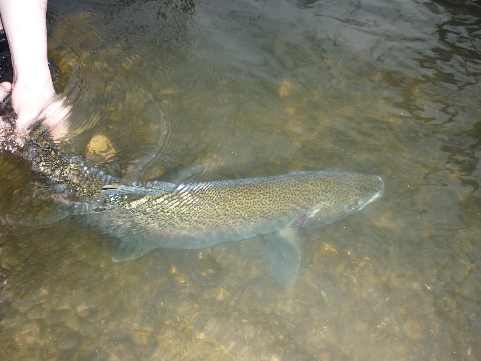 Illinois Wisconsin Fishing: fly fishing steelhead (root river, wi)