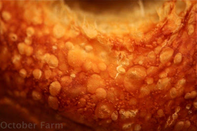 Sourdough Bread Recipe