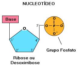 Ácidos Nucléicos