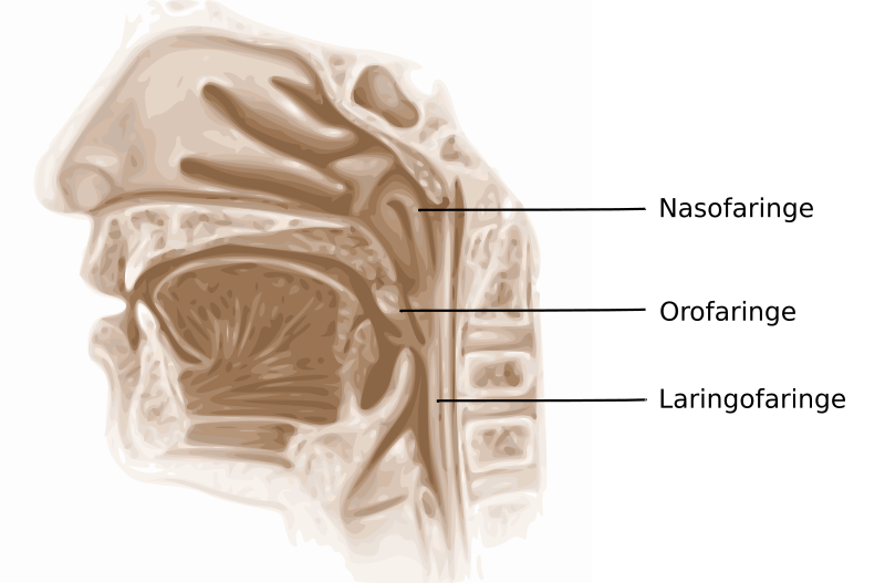 LOGOPEDIA Y SALUD: AFECCIONES DE GARGANTA:FARINGITIS, LARINGITIS