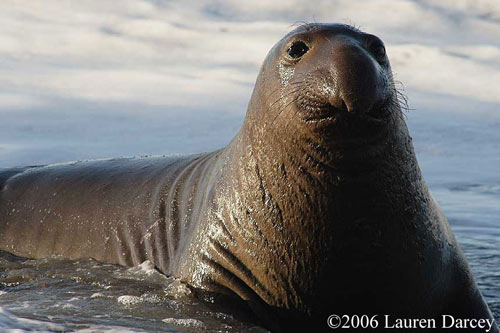 The Animal Society: Animal of the Month: The Elephant Seal!