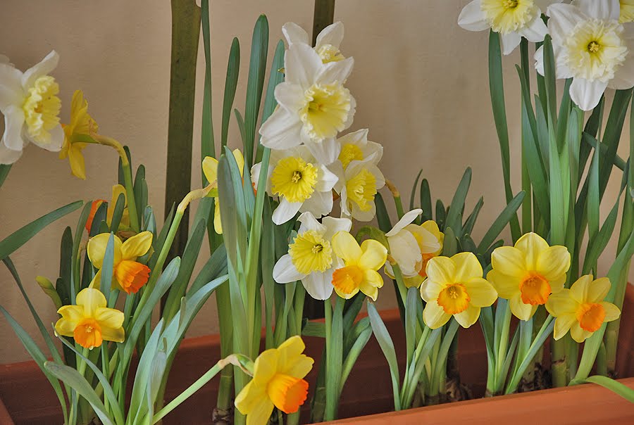 The Flowers Market: Indoor Daffodil Garden