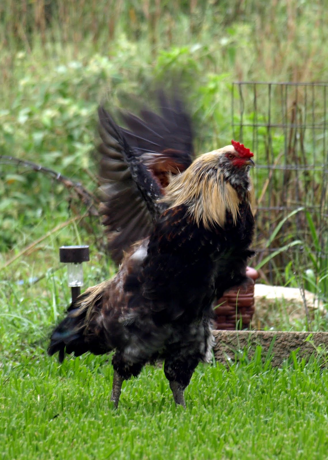 Cackleberry Cottage: Wet Hens
