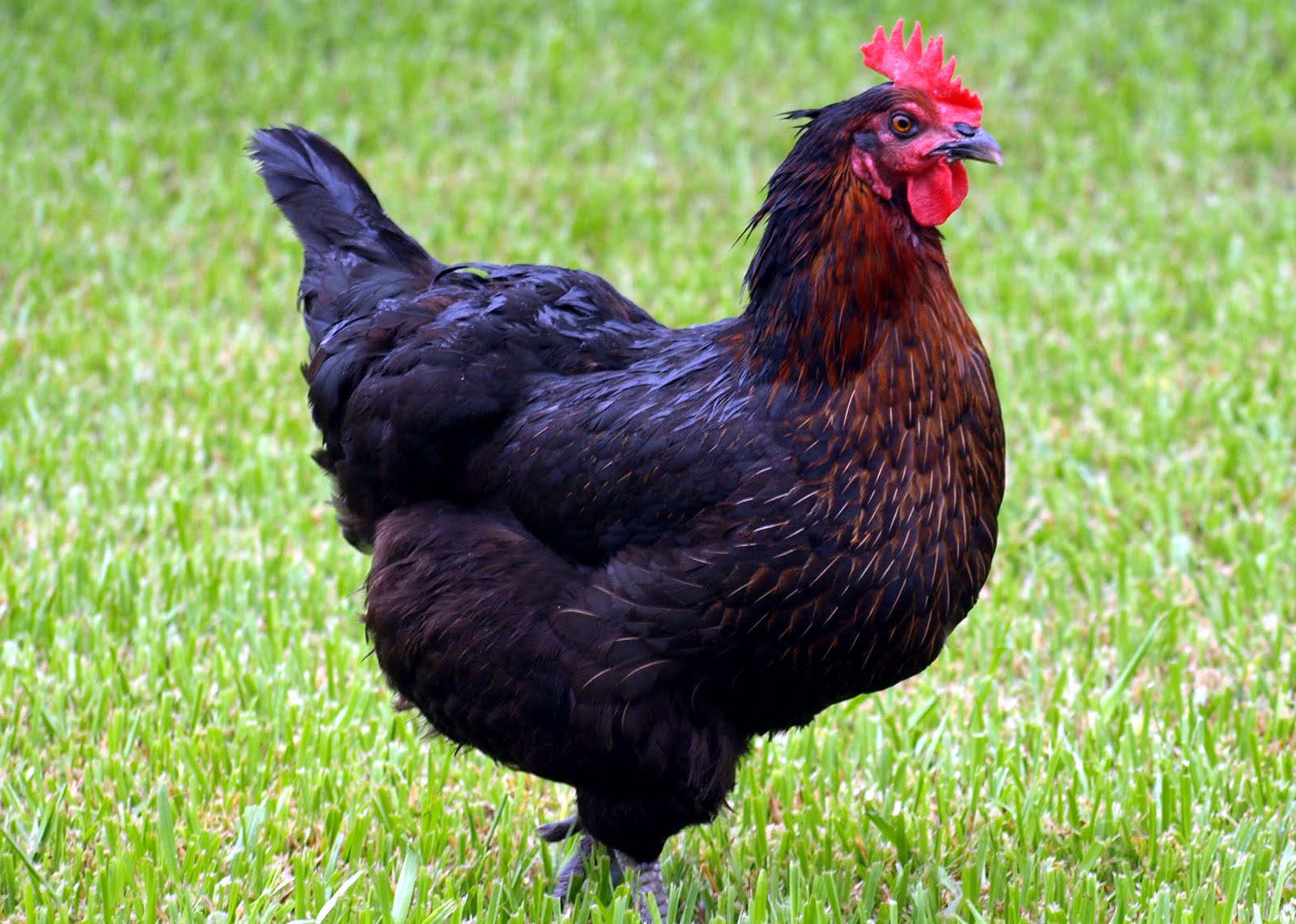 Cackleberry Cottage: Wet Hens