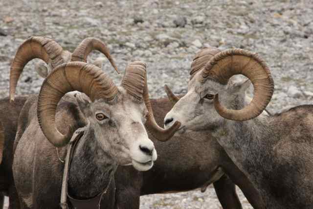 Roxanne's Dog Blog: Stone Sheep