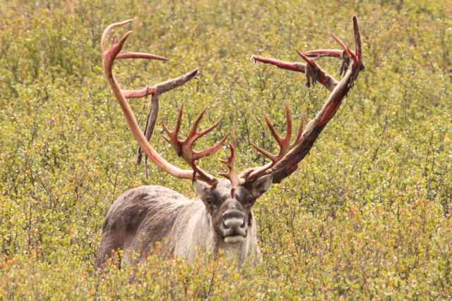 Roxanne's Dog Blog: Beautiful Caribou