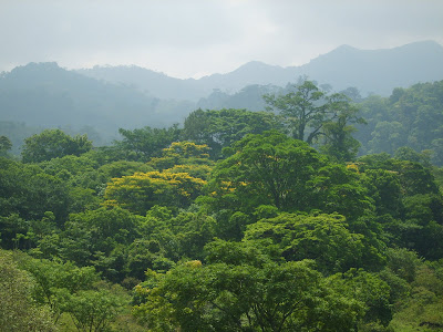 VIVERO DE TEBANCA EL MADURO Catemaco, Veracruz: Te lo digo a ti selva