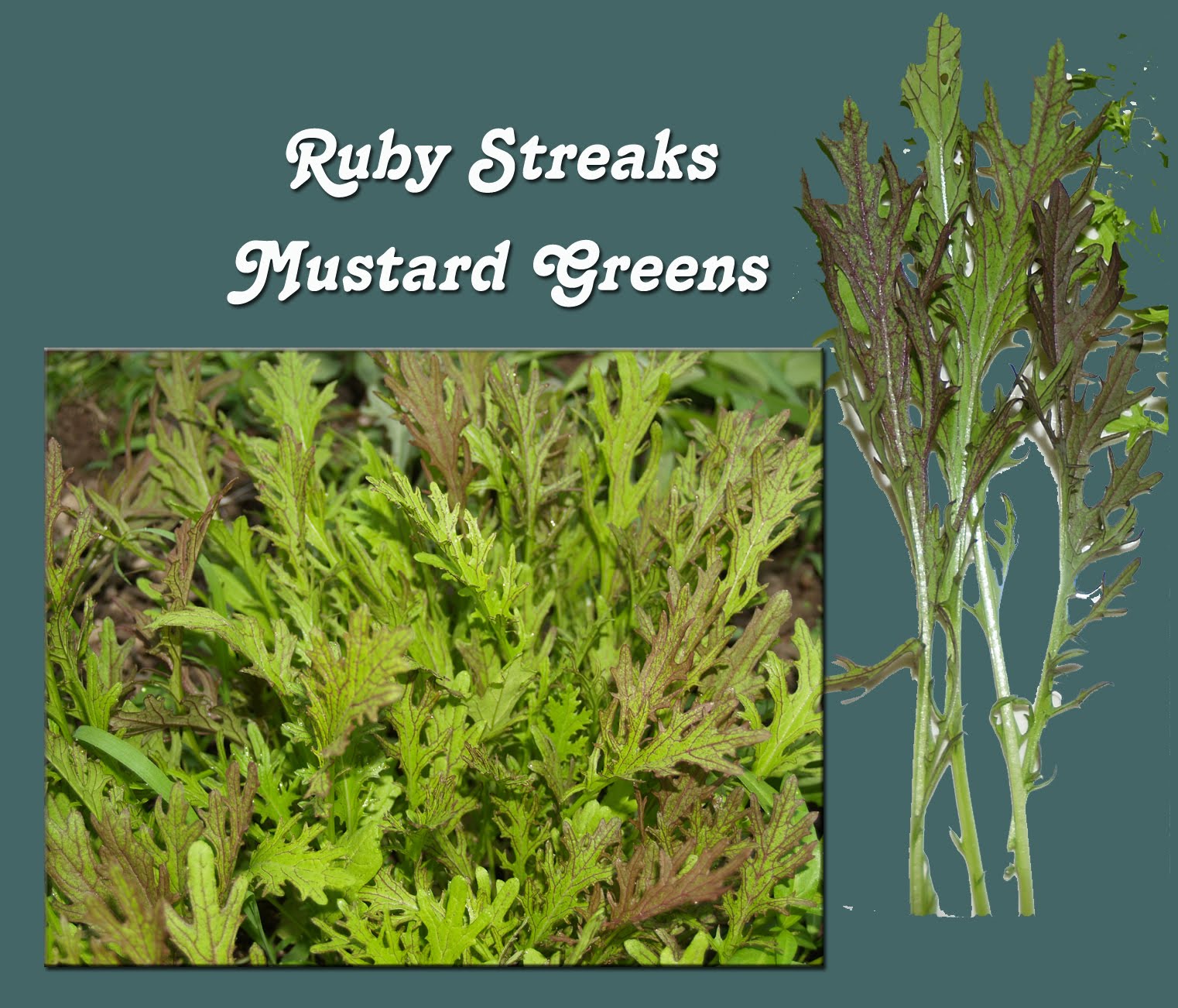 BA Farm Blog: Mustard Greens