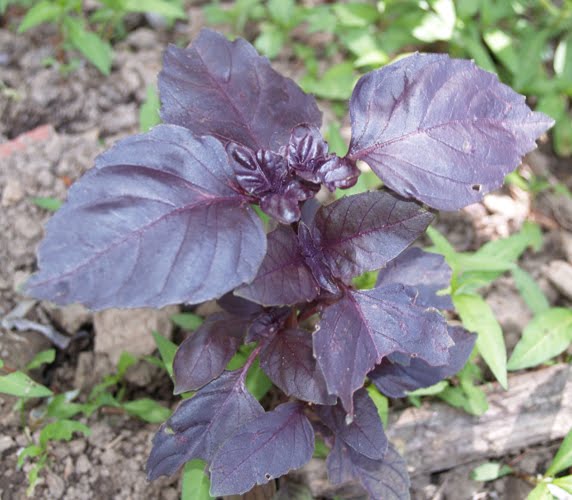 BA Farm Blog: Basil Varieties