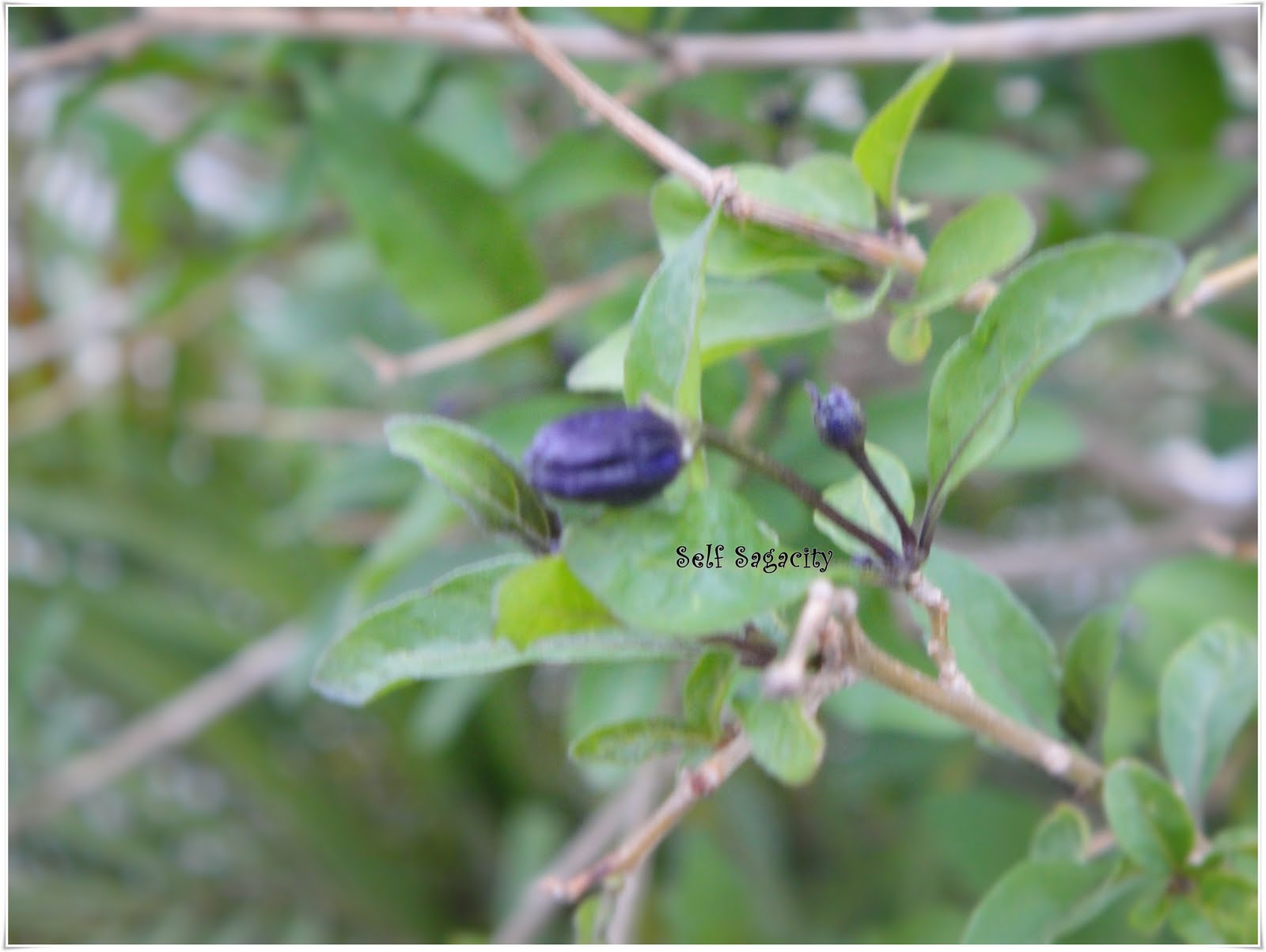 Purple Potato Tree Blooms
