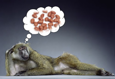 muskadillo * dreaming: Monkey Beans