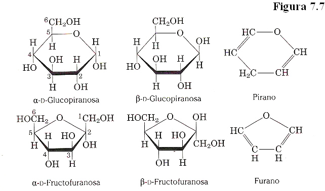 Biologia de la Célula: CARBOHIDRATOS