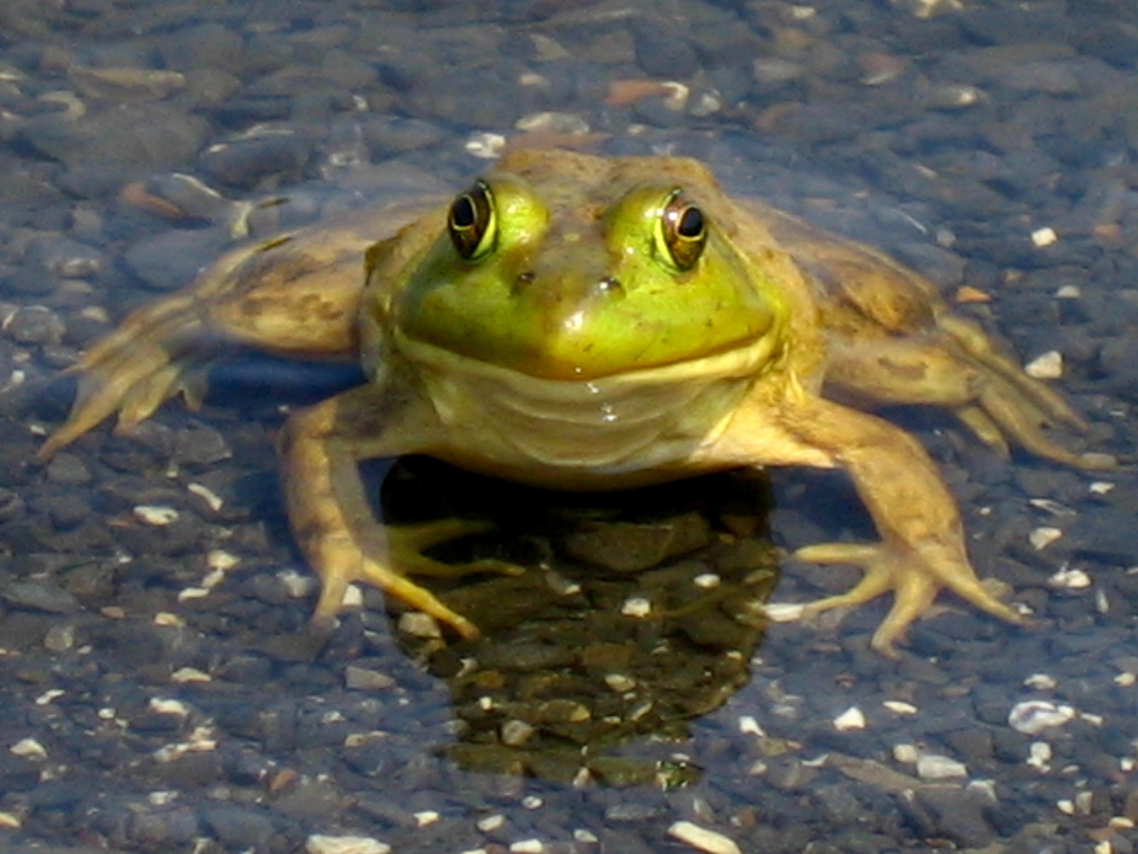 Gewoon communiceren: De brulkikker en le ouaouaron