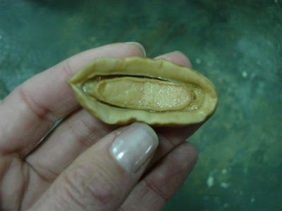 baleia-salgada: Quíton