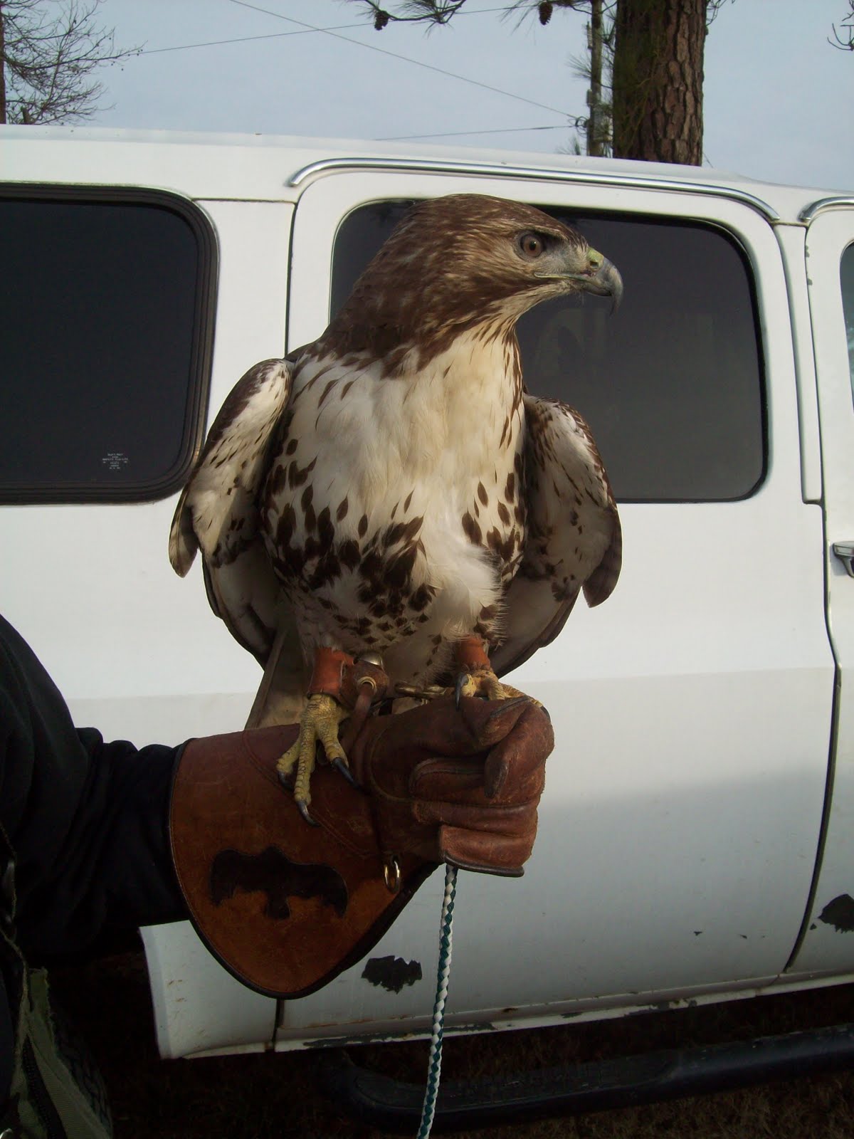 Harris' Hawk blog: The Squirrel Hawk