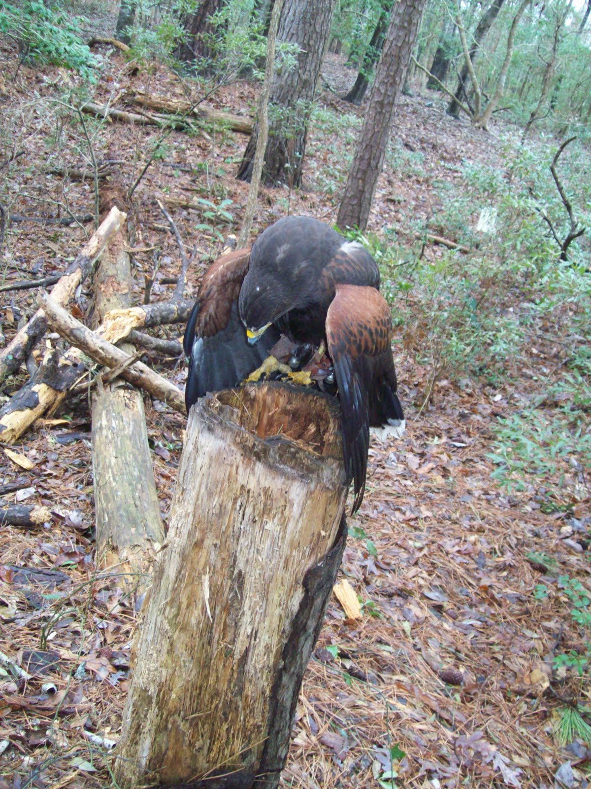 Harris' Hawk blog: The Squirrel Hawk