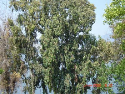 eviabee.blogspot.com/: Ευκάλυπτος και το μελίσσι