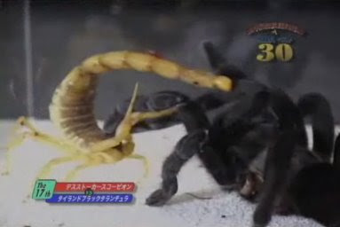 Bertrand, il blog: Japanese bug fights