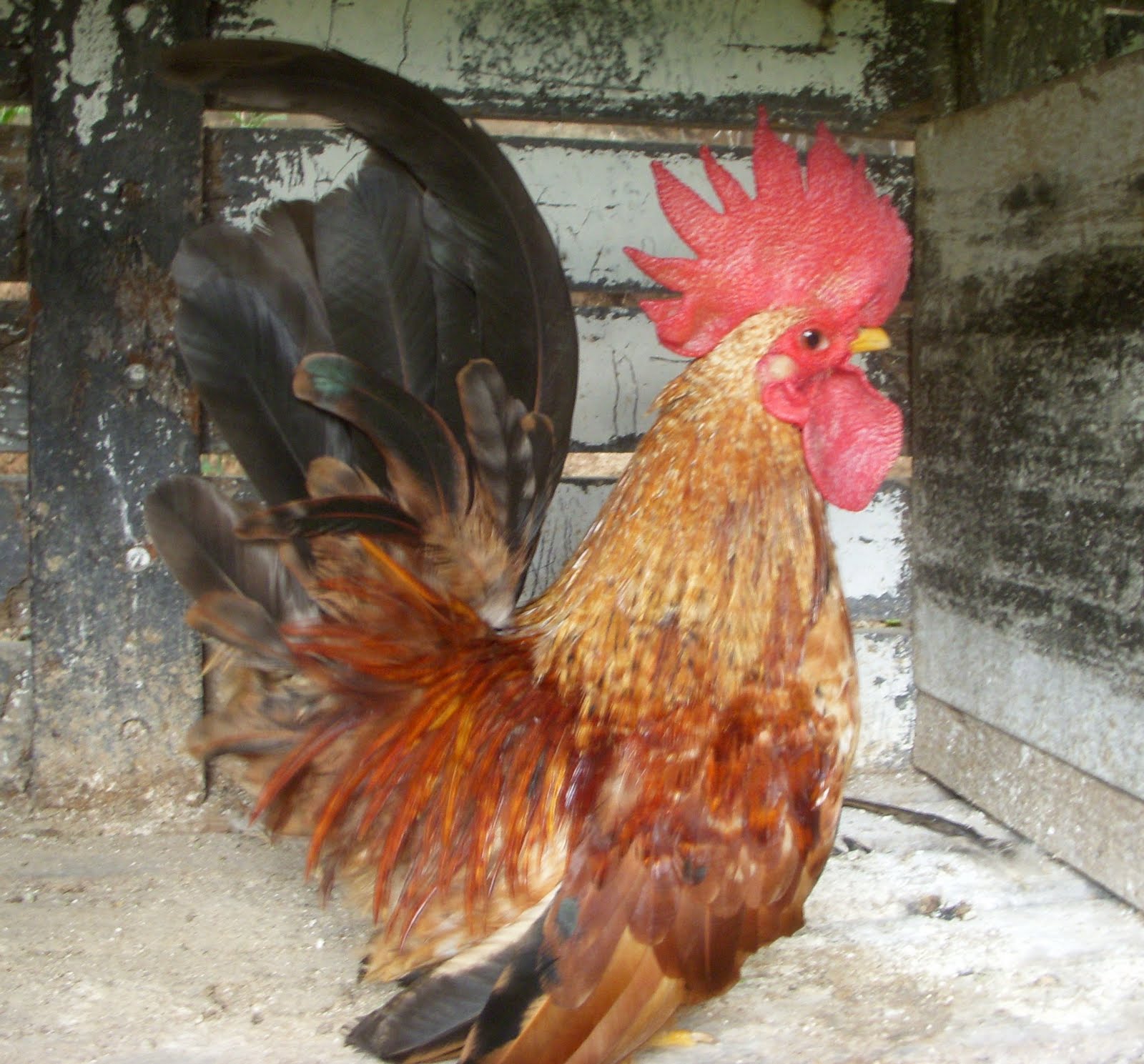 Criação Coppedé: Frango carijó vermelho 2011