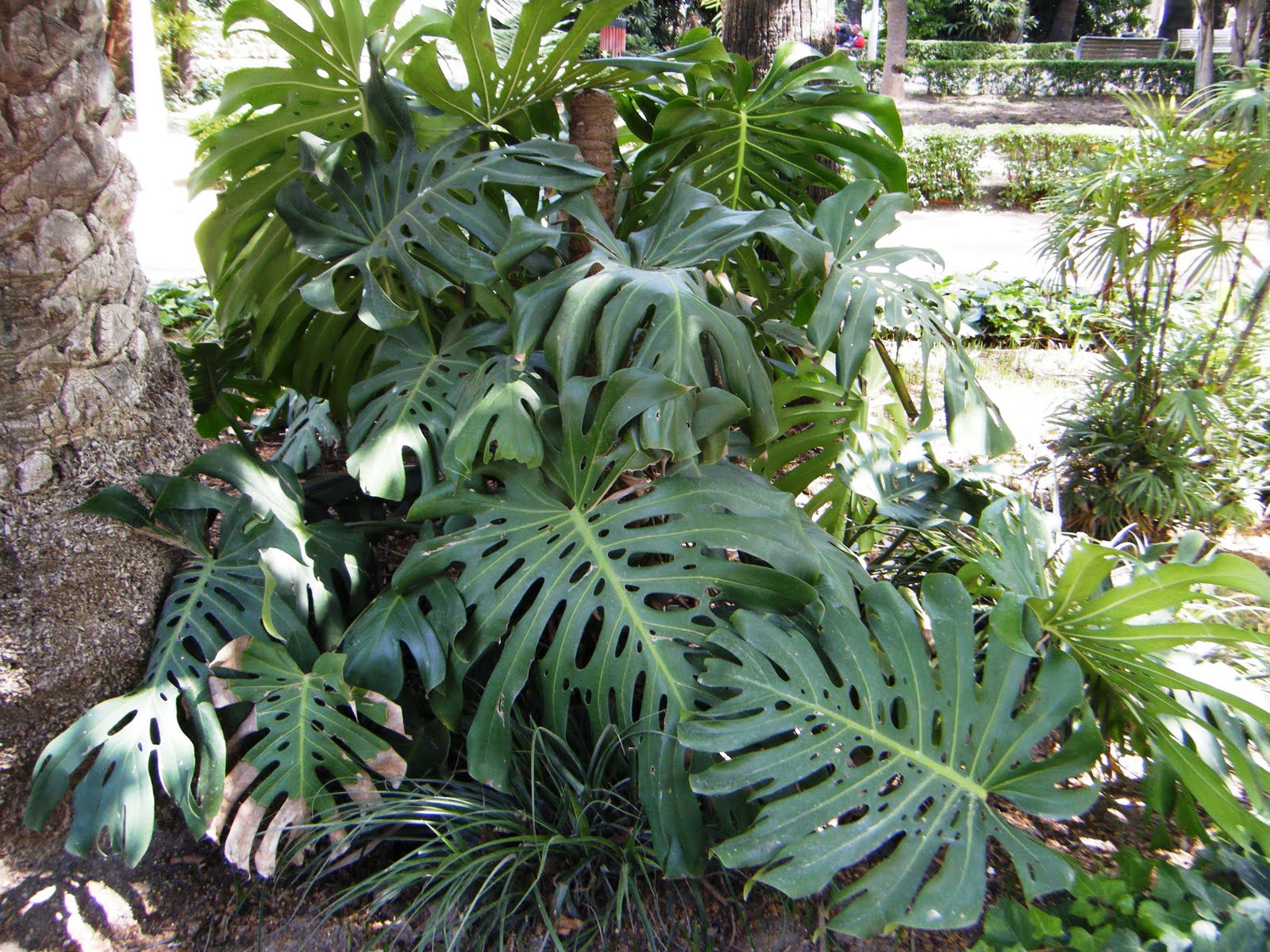 Parque de Málaga: Monstera deliciosa