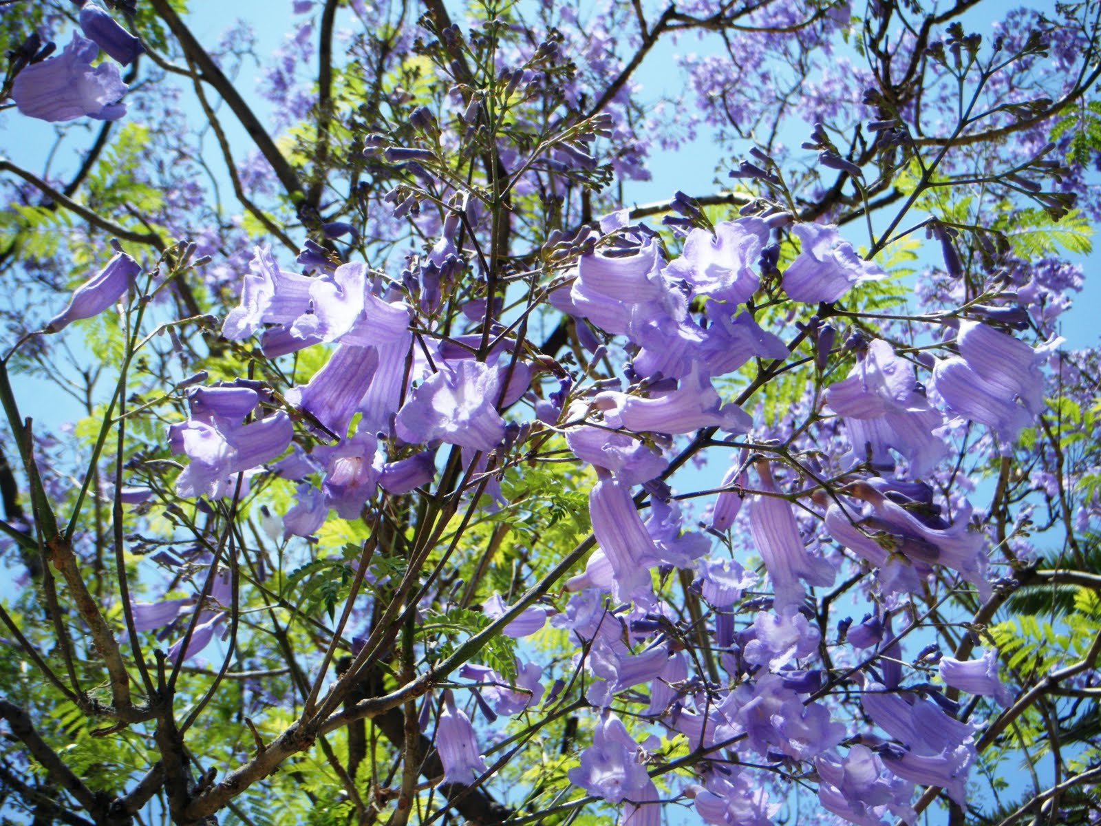 Parque de Málaga: Jacaranda mimosifolia