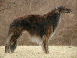 Borzoi Standard FCI