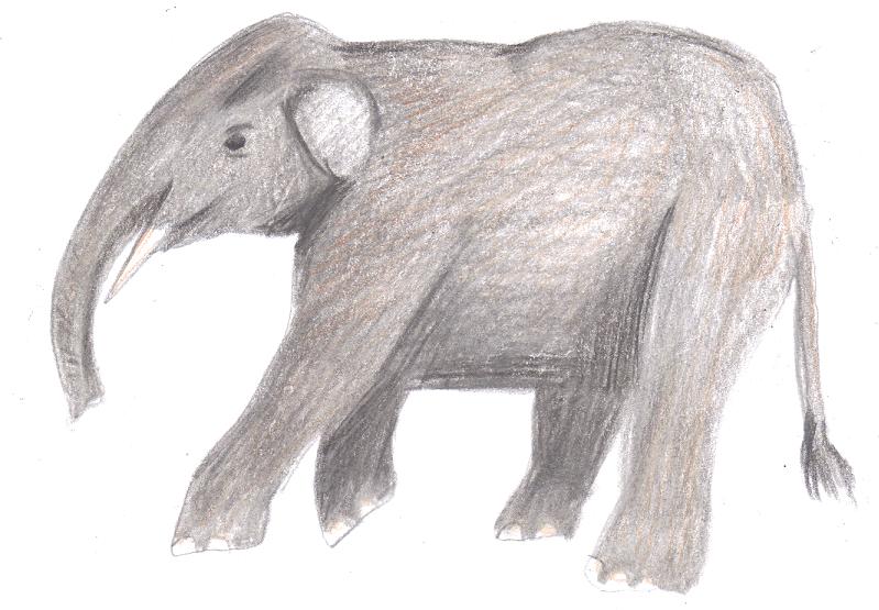 ART Evolved: Life's Time Capsule: The Elephant Gallery