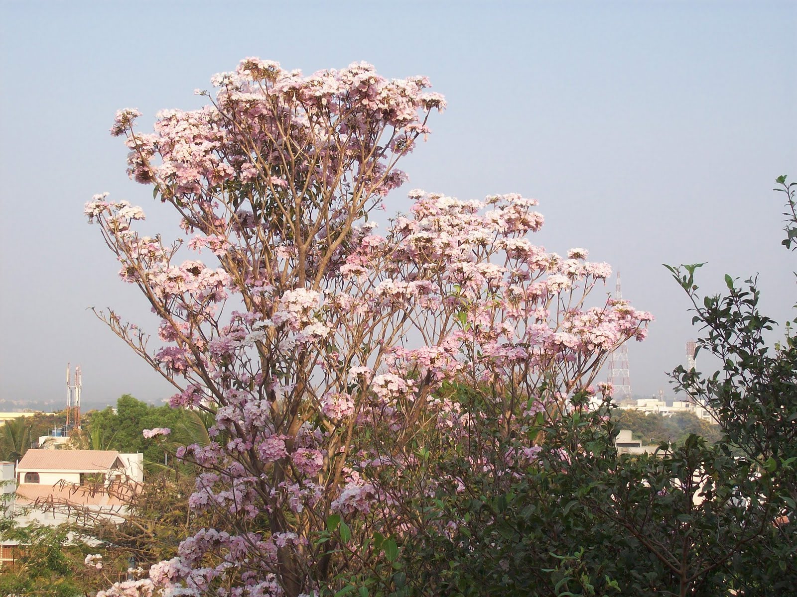 gardentropics: April Phool