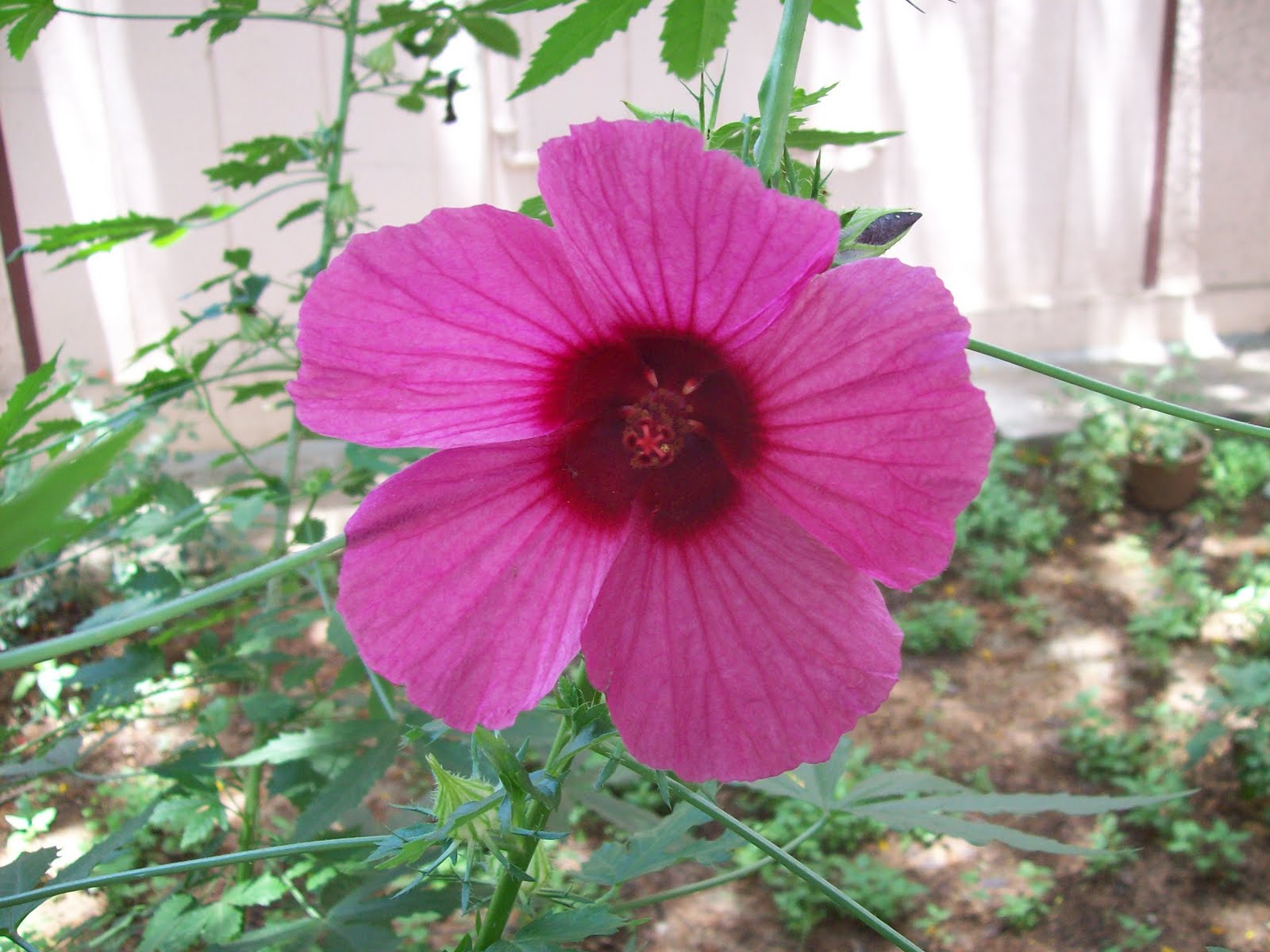 gardentropics: Blooming Friday-Mallow Flowers