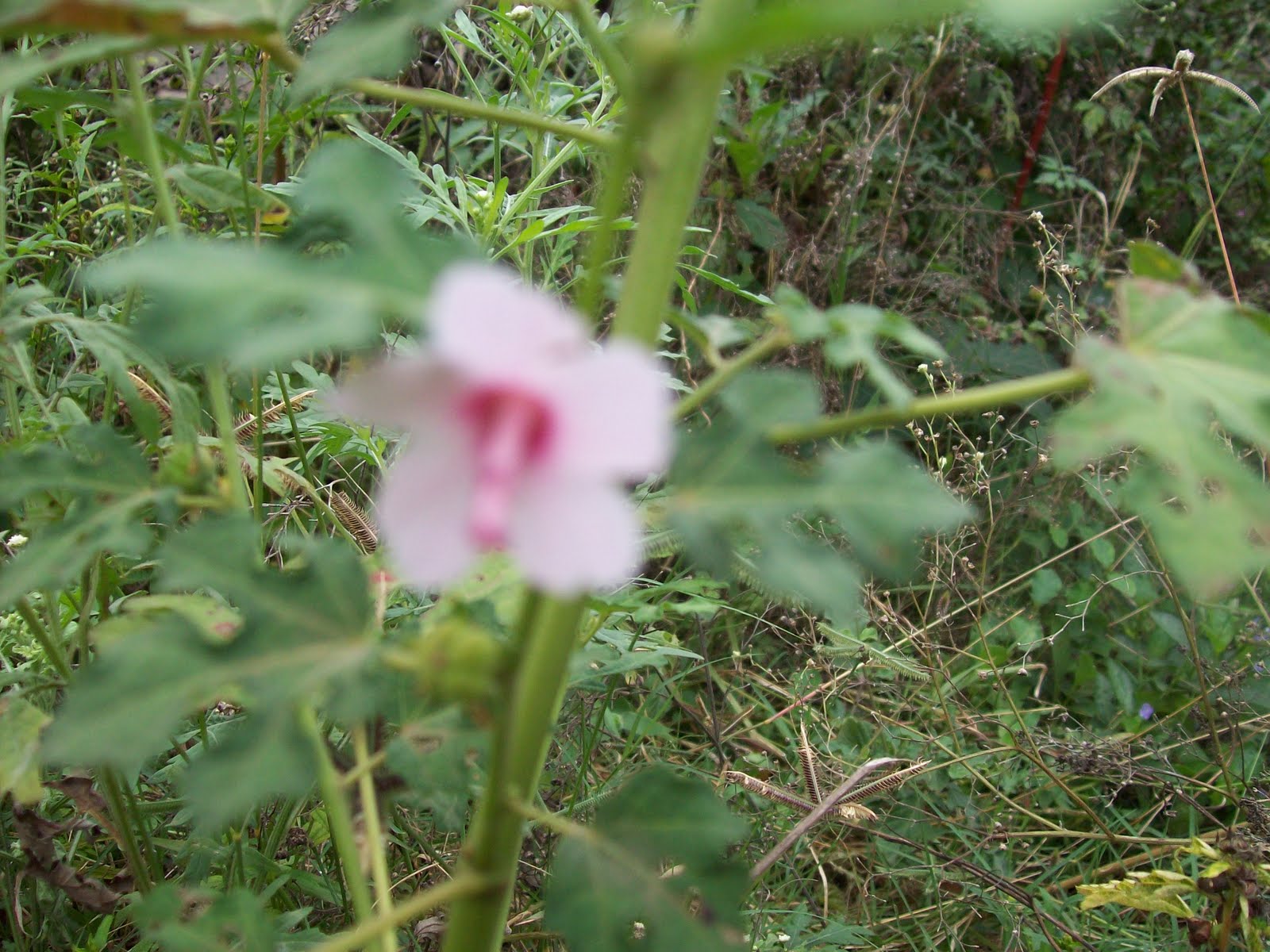 gardentropics: Blooming Friday-Mallow Flowers