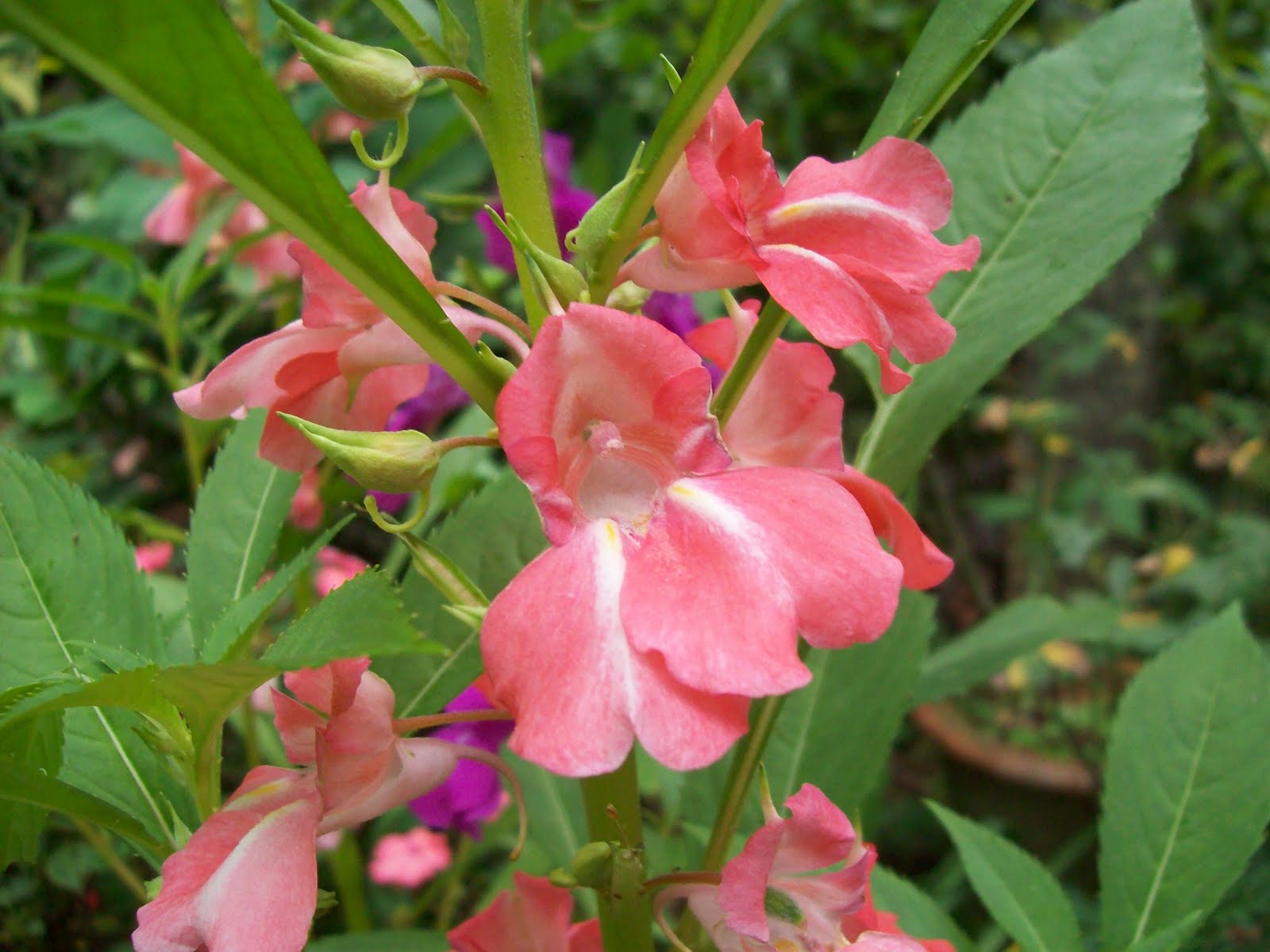 Indian flowers and herbs: Today's Flowers
