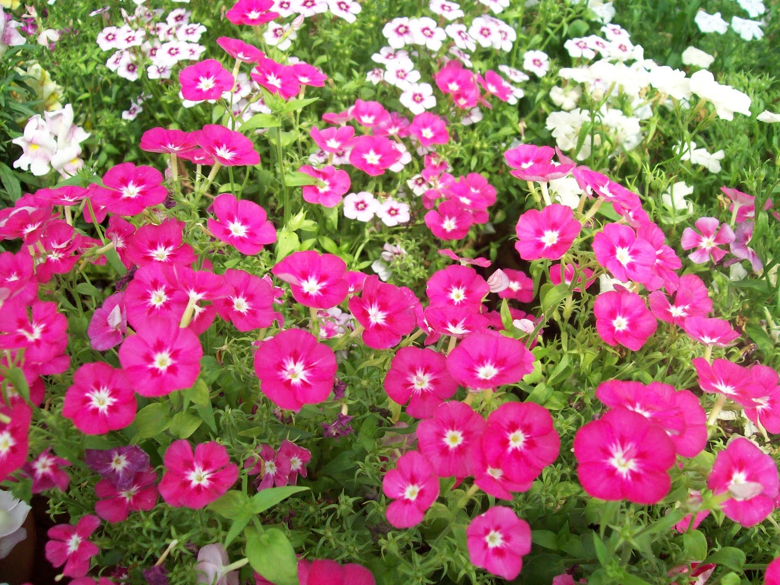 gardentropics: Flowers for Today