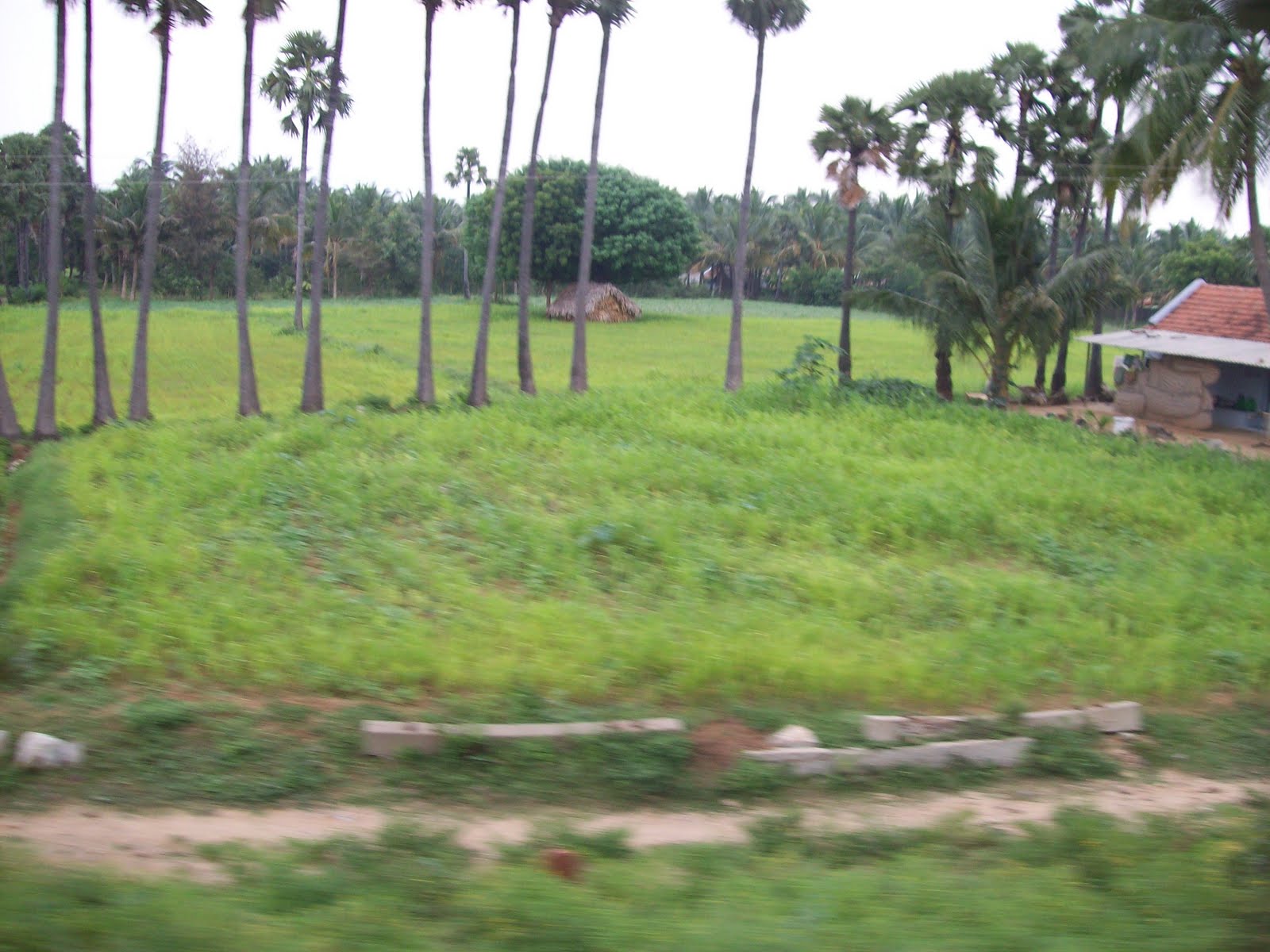 gardentropics: The Versatile Palmyra