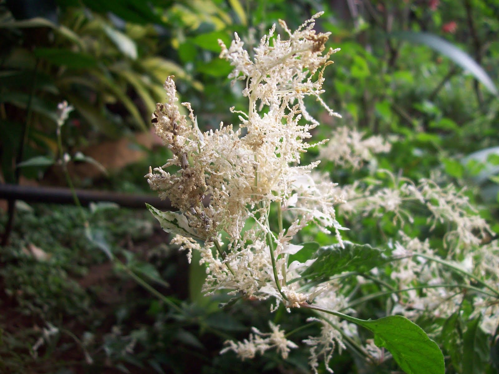 gardentropics: Today's Flowers # 128