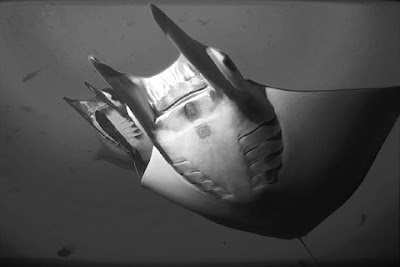 Design Context: Manta Rays and Skeletons