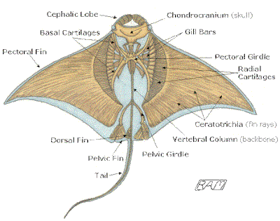 Design Context: Manta Ray Skeleton