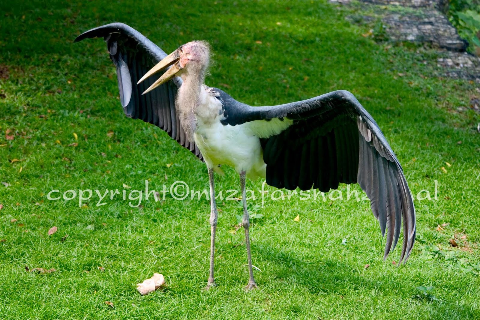 Chilabaey's Central: Task Haiwan : Burung Botak, Zoo Negara