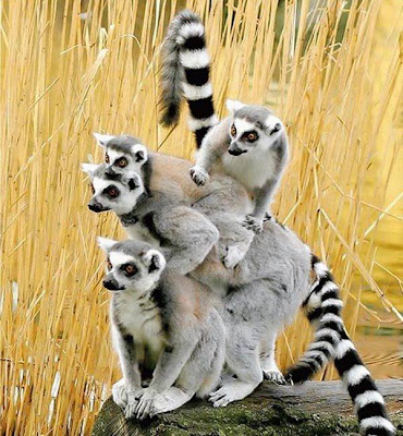 Animali Buffi e Divertenti: i lemuri, proscimmie del Madagascar